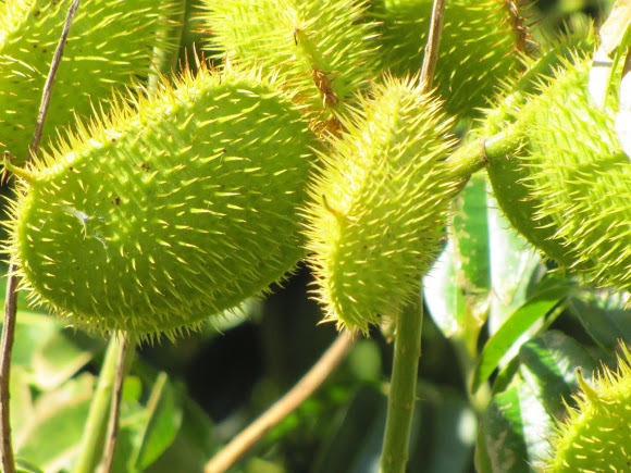 Nickernut | Project Noah