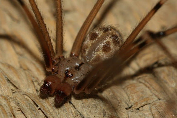 Giant Daddy Long Leg Spider | Project Noah