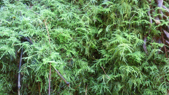 Cat-Tail Moss | Project Noah