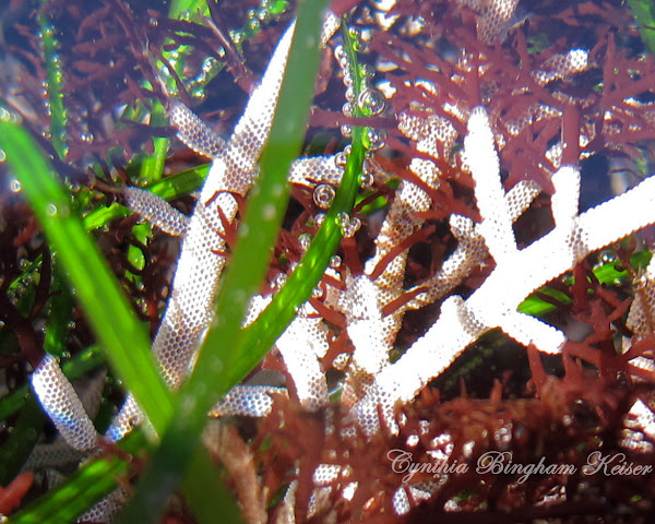 Moss Animal | Project Noah