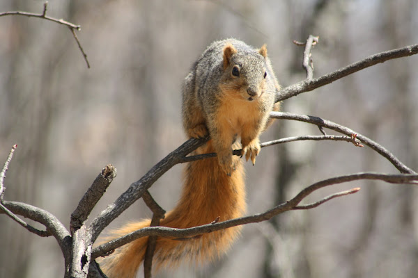 Fox Squirrel Project Noah