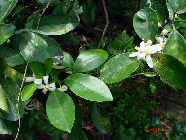 Calamansi | Project Noah