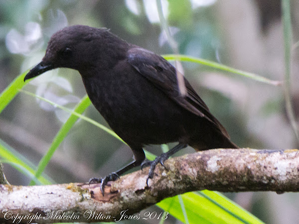 Bornean Whistling Thrush | Project Noah