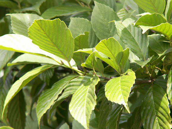 Costa Rican tree | Project Noah