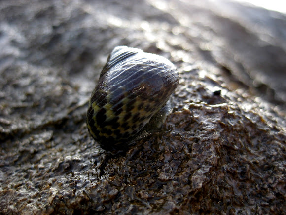 common periwinkle; bígaro común | Project Noah