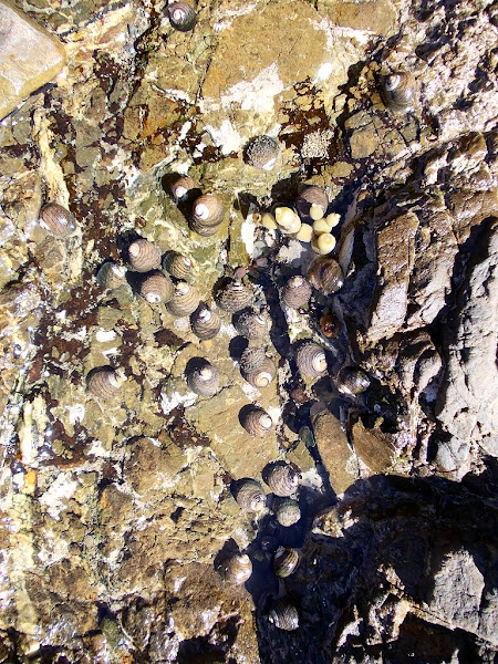 Spotted top shell | Project Noah