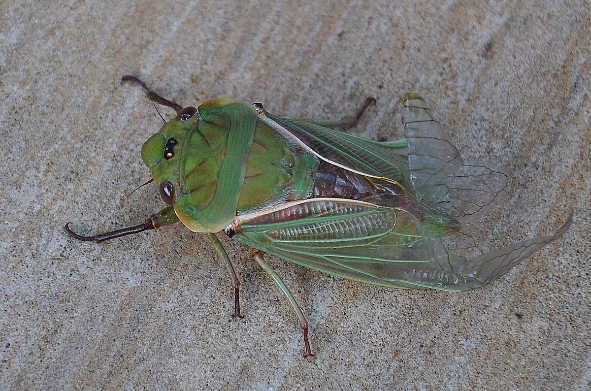 Green Grocer Cicada | Project Noah