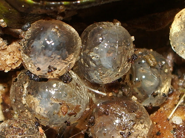 Leopard slug eggs | Project Noah