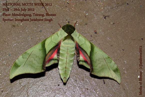 Lesser Pink-and-Green Hawk moth | Project Noah