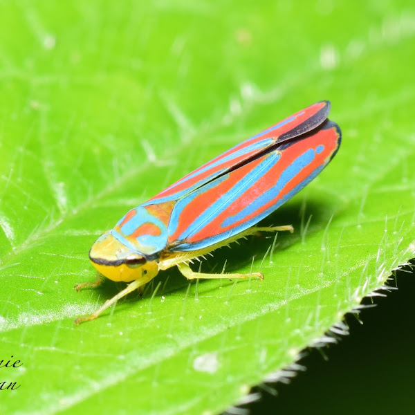 Bugs! | Project Noah