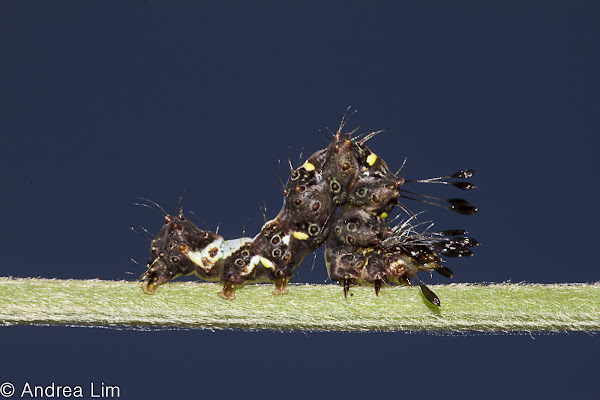 Clubbed-hair semi-looper | Project Noah