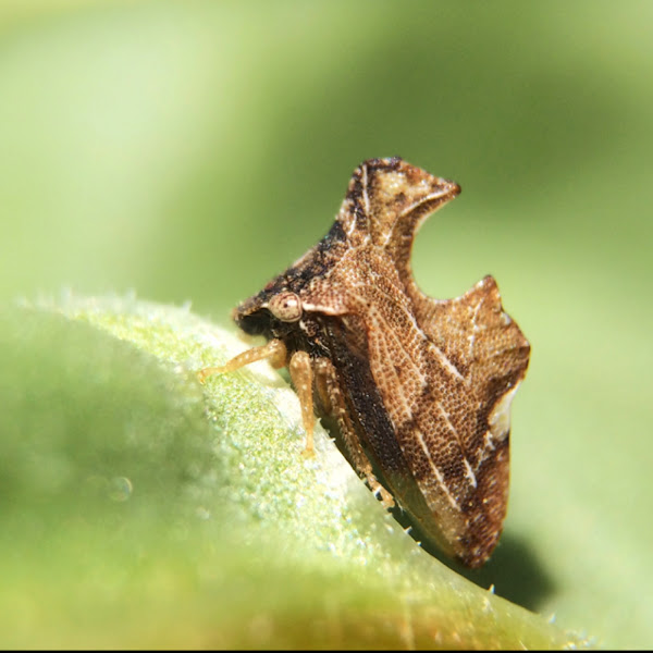 Tree hopper | Project Noah