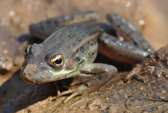 Rana (frog) | Project Noah