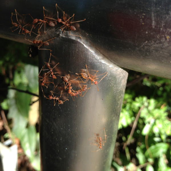 Fire ant | Project Noah