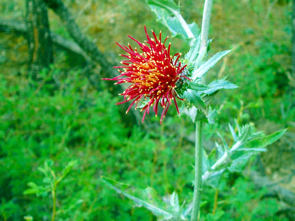Arizona Thistle | Project Noah