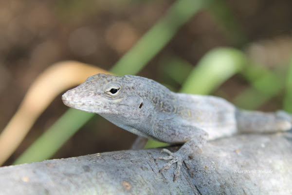 Cook's Anole | Project Noah