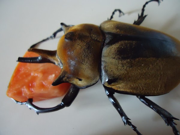 Elephant beetle | Project Noah