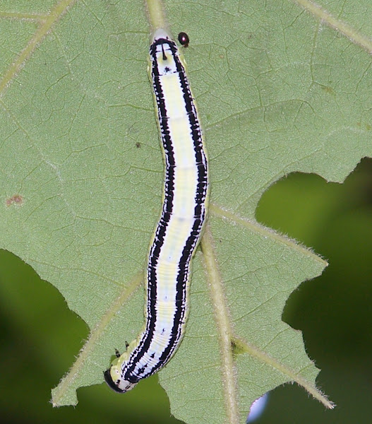Catalpa Sphinx Moth caterpillar | Project Noah