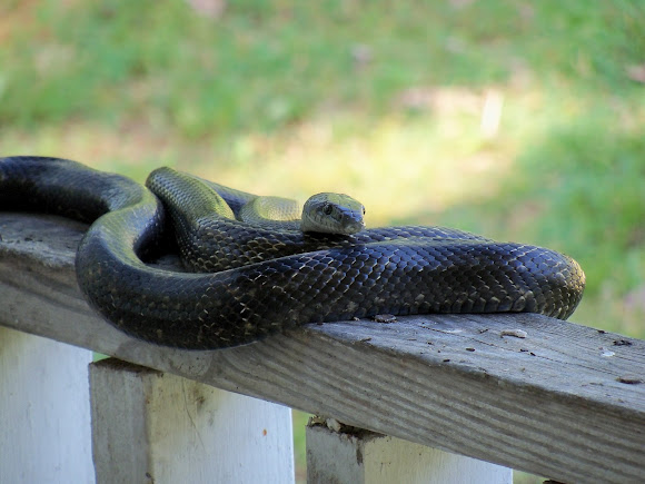Gray Rat Snake | Project Noah