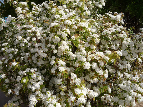 Espírea | Project Noah