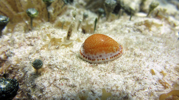 Atlantic Yellow Cowry | Project Noah