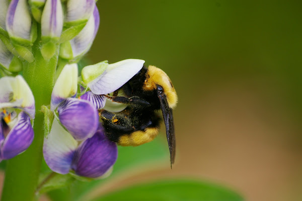 Nevada Bumble Bee | Project Noah