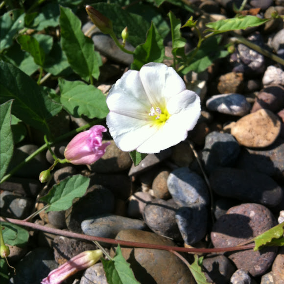 Field Bindweed aka Orchard Morning-Glory | Project Noah
