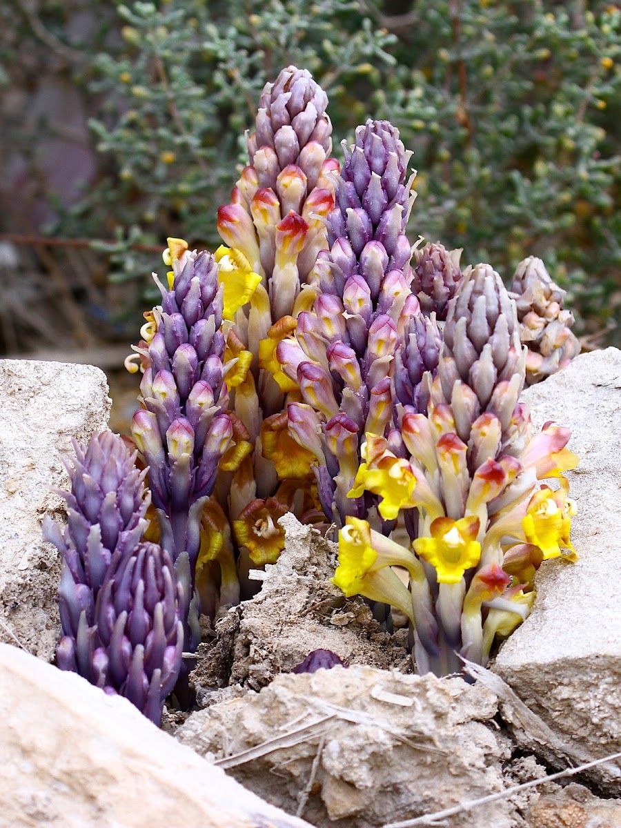 Desert Hyacinth | Project Noah