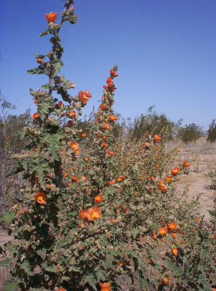 Desert Globemallow or Apricot Mallow | Project Noah