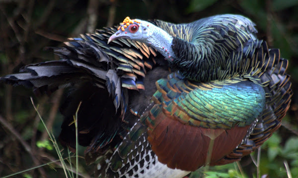 Pavo ocelado, ocellated turkey | Project Noah