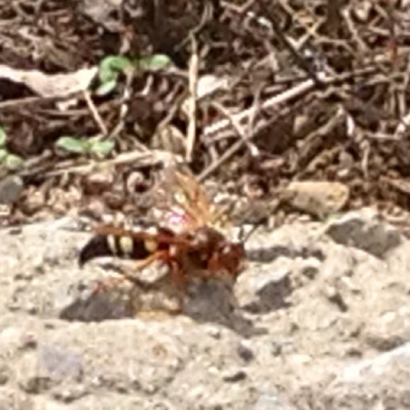 Cicada Hawk | Project Noah