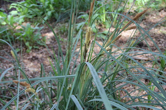 Nebraska Sedge | Project Noah