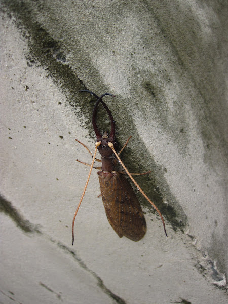 Machaca (macho) / Male Dobsonfly | Project Noah
