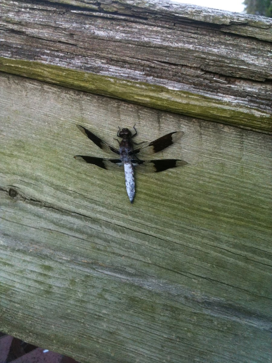 Common Whitetail | Project Noah