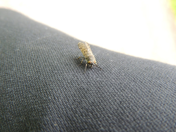 Common Horse Fly | Project Noah