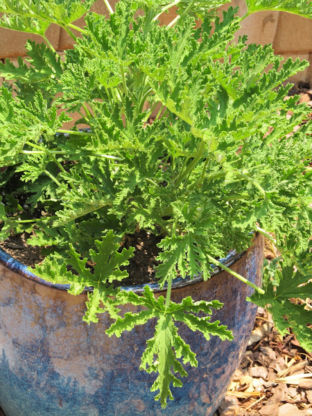 Citronella Plant (Mosquito Plant) | Project Noah