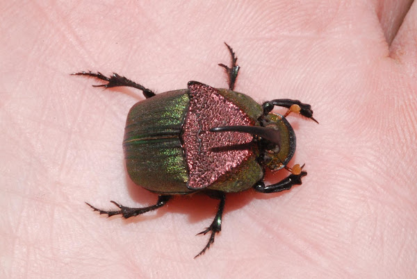 Rainbow scarab (male) | Project Noah