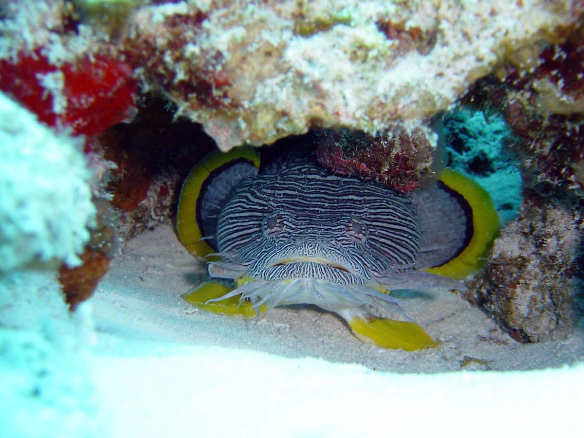 Splendid toadfish | Project Noah