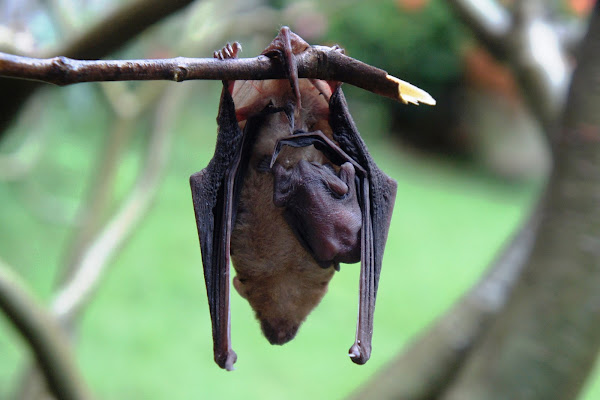 Lesser Asiatic Yellow House Bat (with Pup) | Project Noah