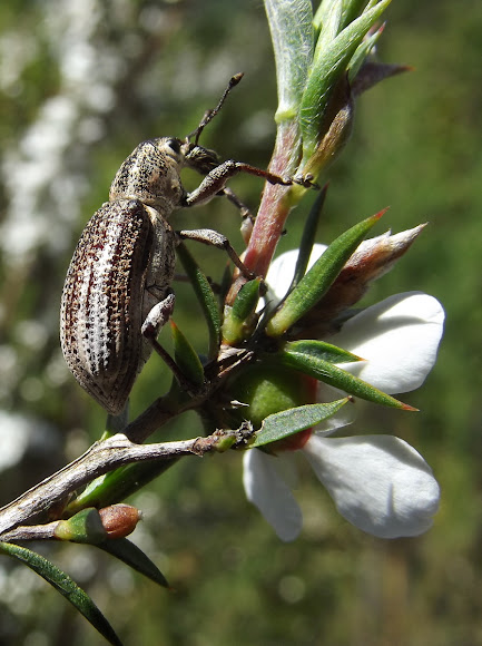 White headed weevil | Project Noah