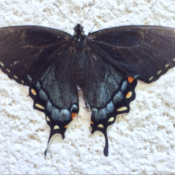 Eastern Tiger Swallowtail (Dark Phase) | Project Noah