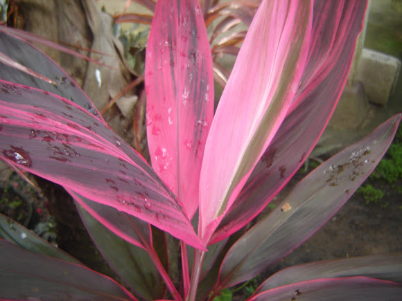 red ti plant | Project Noah