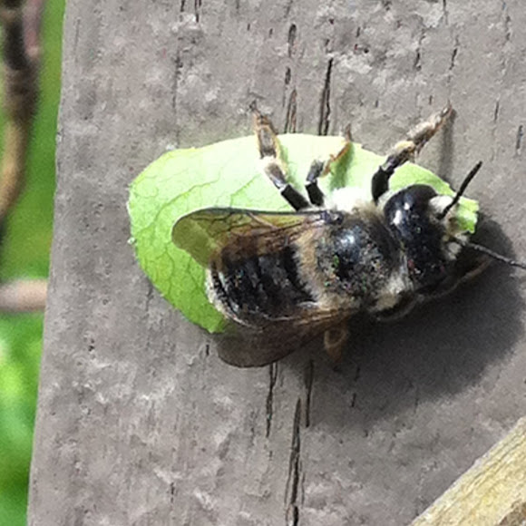 Western Leafcutting Bee | Project Noah