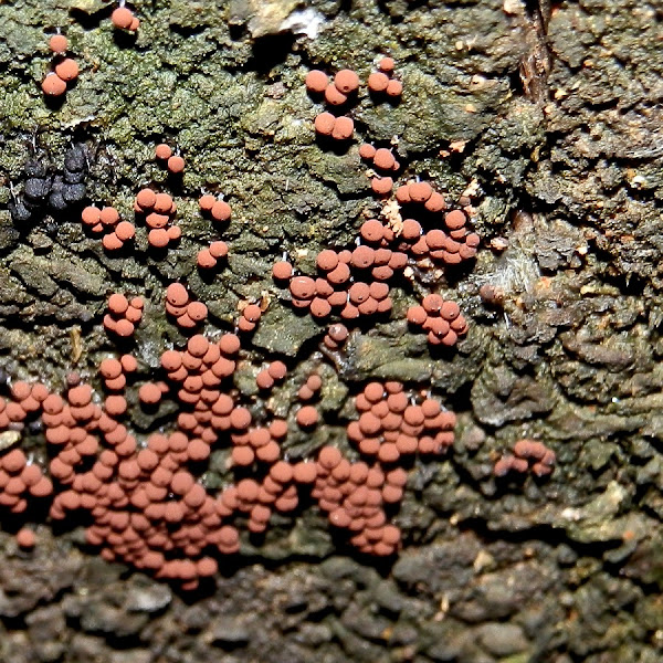 Myxomycete (Slime Mold) | Project Noah