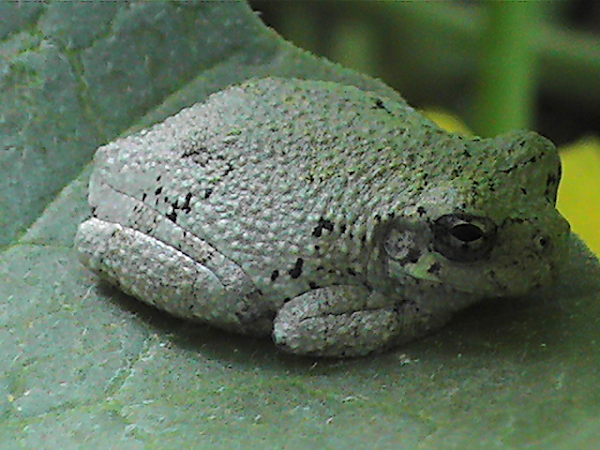 Frog - Gray Treefrog | Project Noah