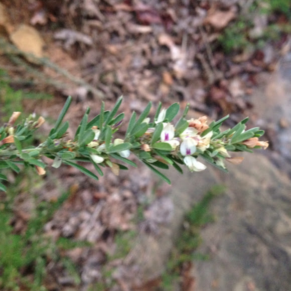Sericea lespedeza | Project Noah