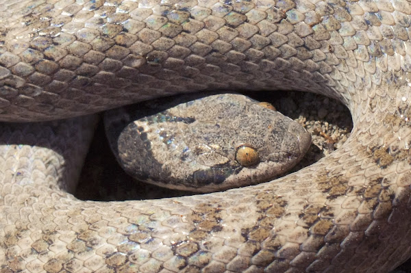 Night Snake | Project Noah