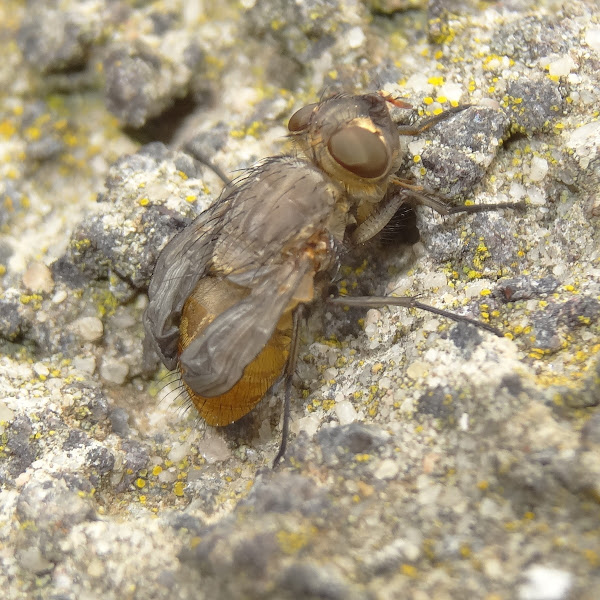 Fresh fly | Project Noah