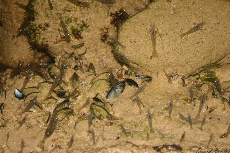 Common prawn | Project Noah