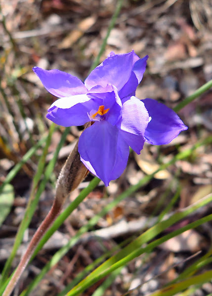 Wild Iris | Project Noah